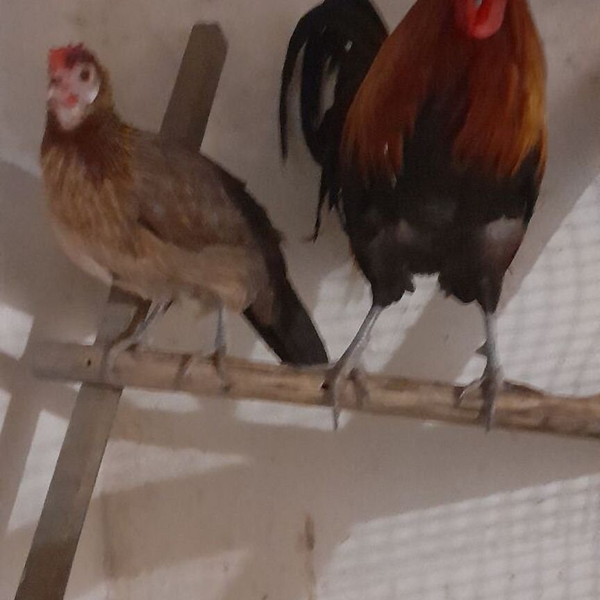 Молодые петухи