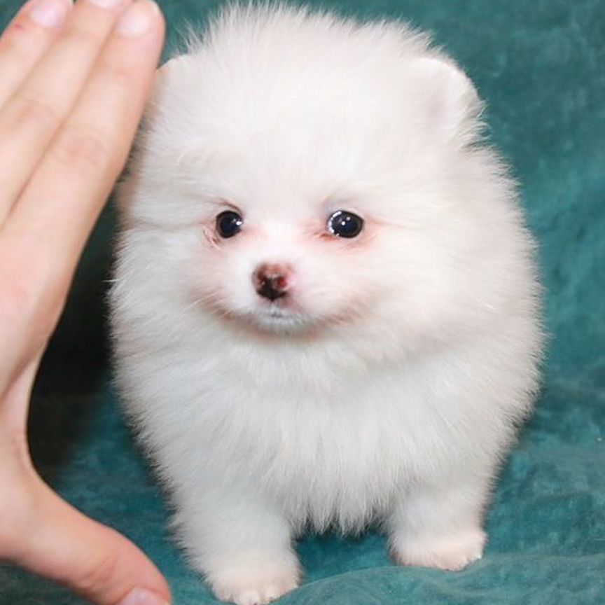 Померанский шпиц, щенок