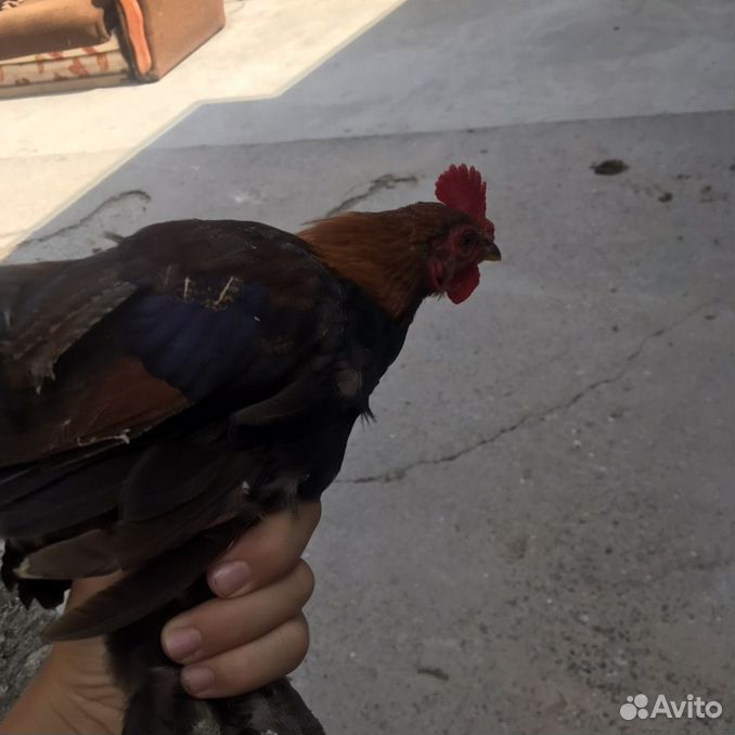 Петух Бентамка