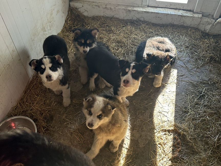 Метисы хаски в отлове, нужен дом