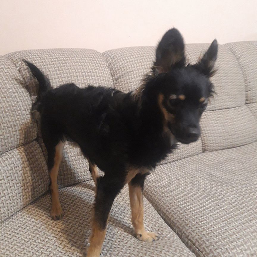 Собака в добрые руки отдам бесплатно порода малень