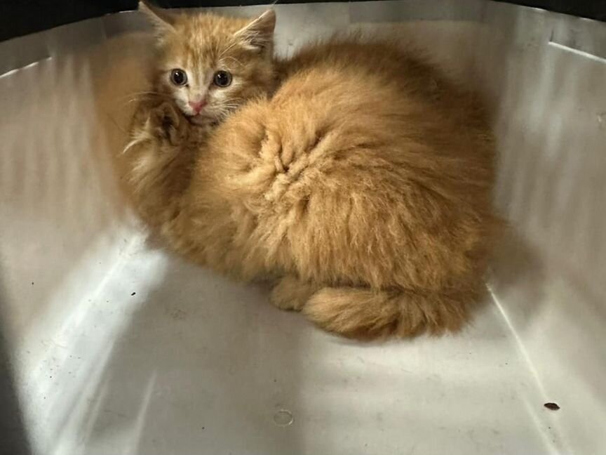 Котята 2 мес