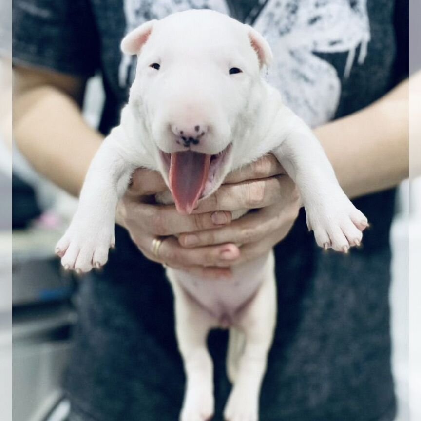 Бультерьер, щенок