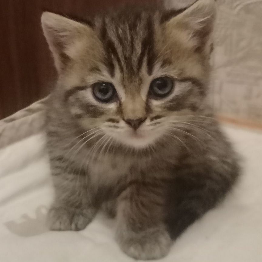 Шотландские прямоухие породистые котятки