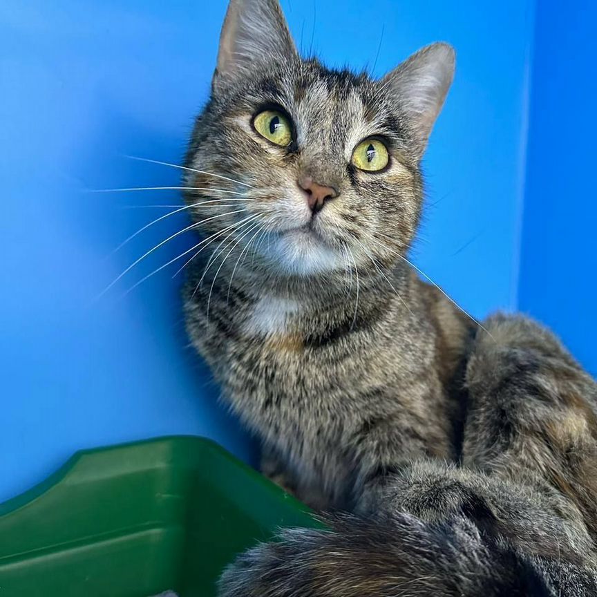 Саванна с завода.Не хочет обратно.Семья,заметьте