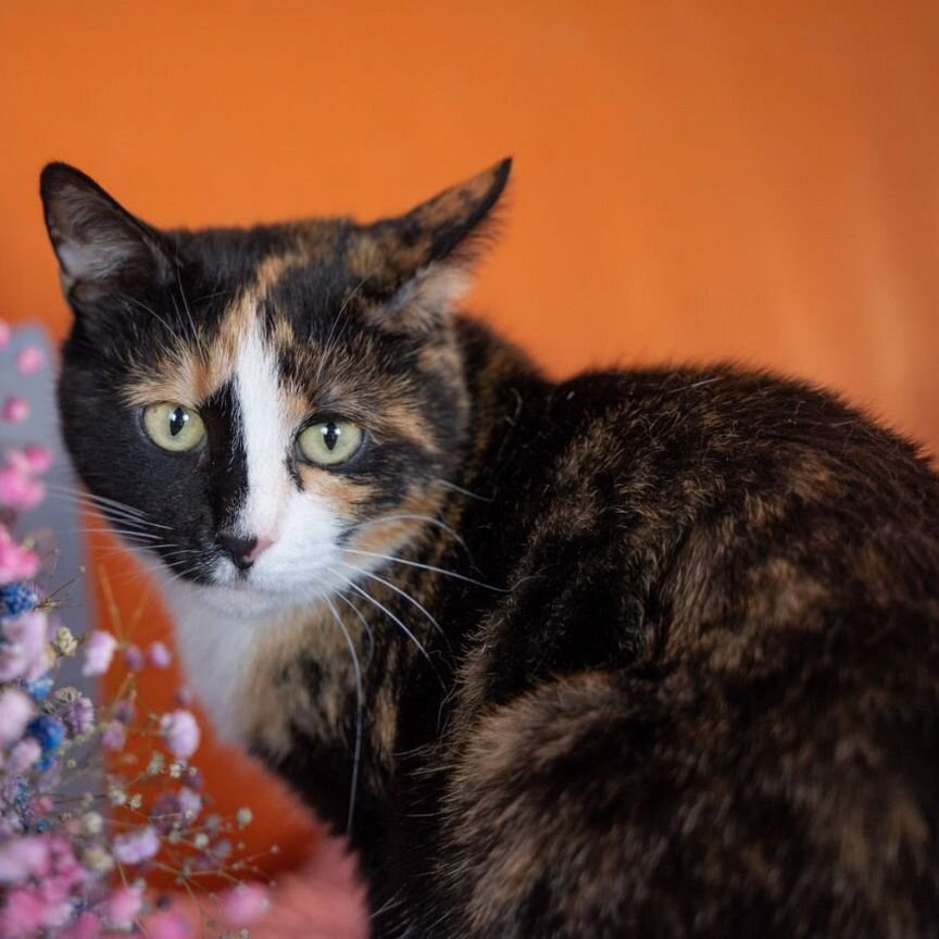 Кошечка, вакцинирована, стерилизована