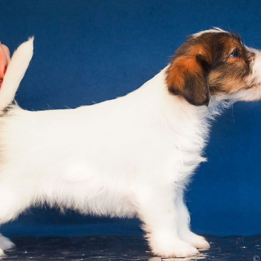 Мальчик Джек Рассел терьера