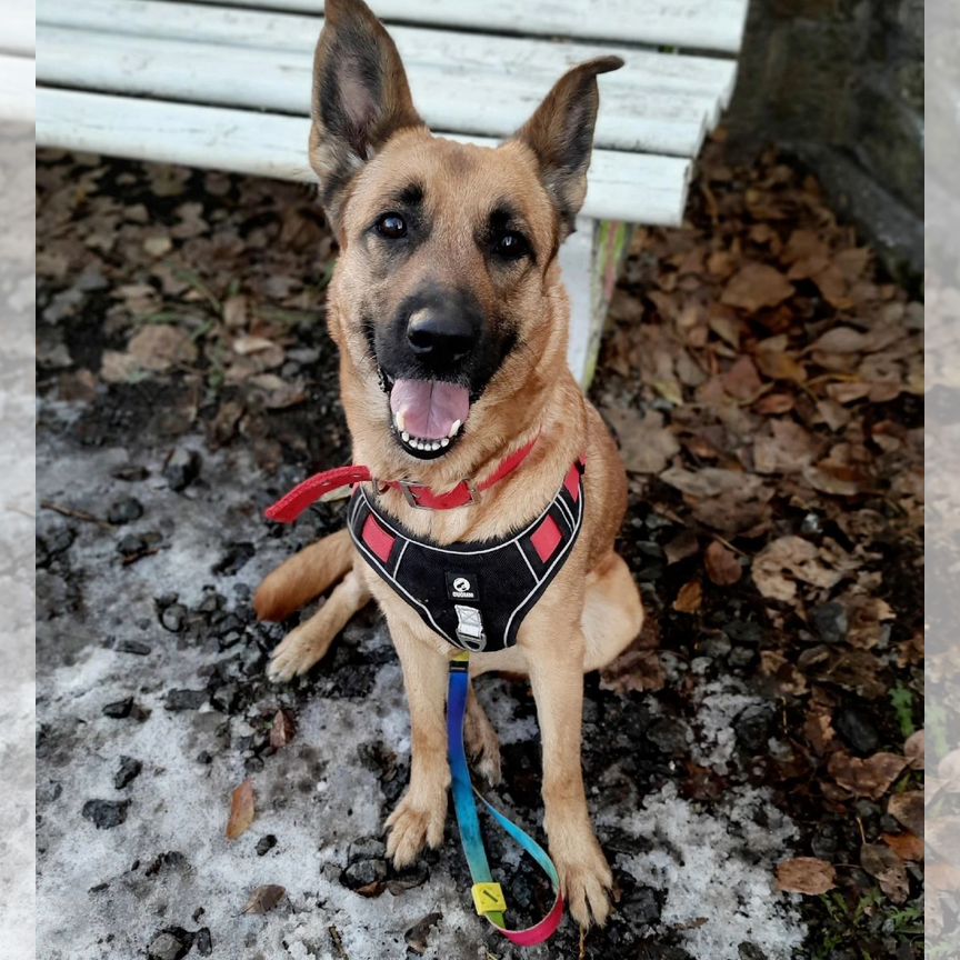 Ищем добрые руки