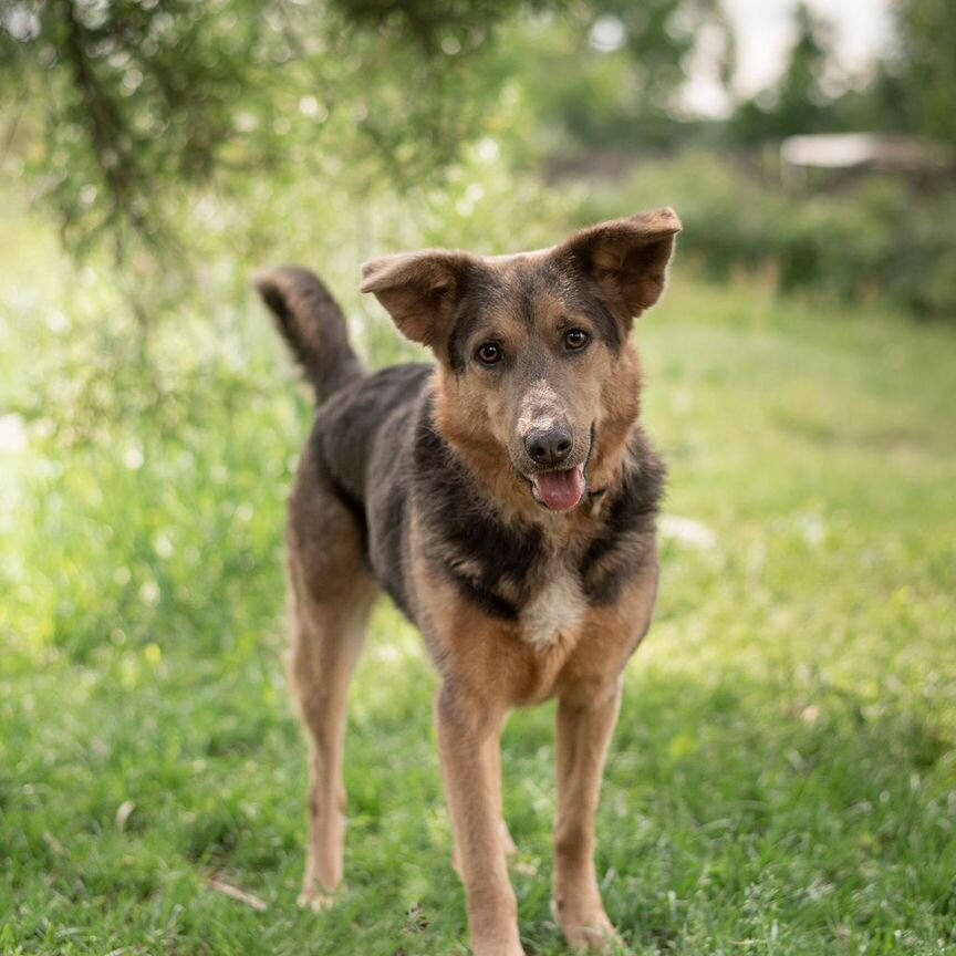 Воспитанная собака кинологом в добрые руки