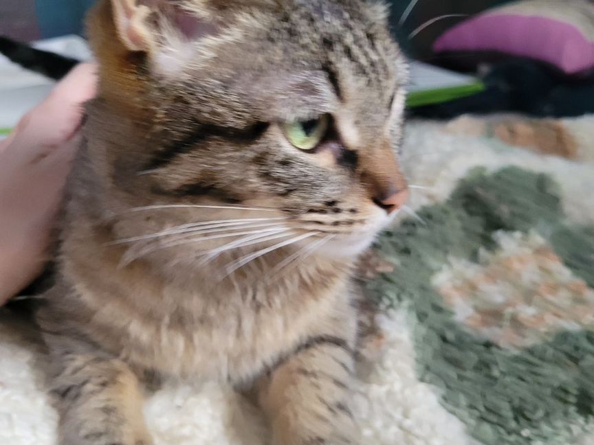 Молодая девушка стерилизованная Кошка 11 месяцев