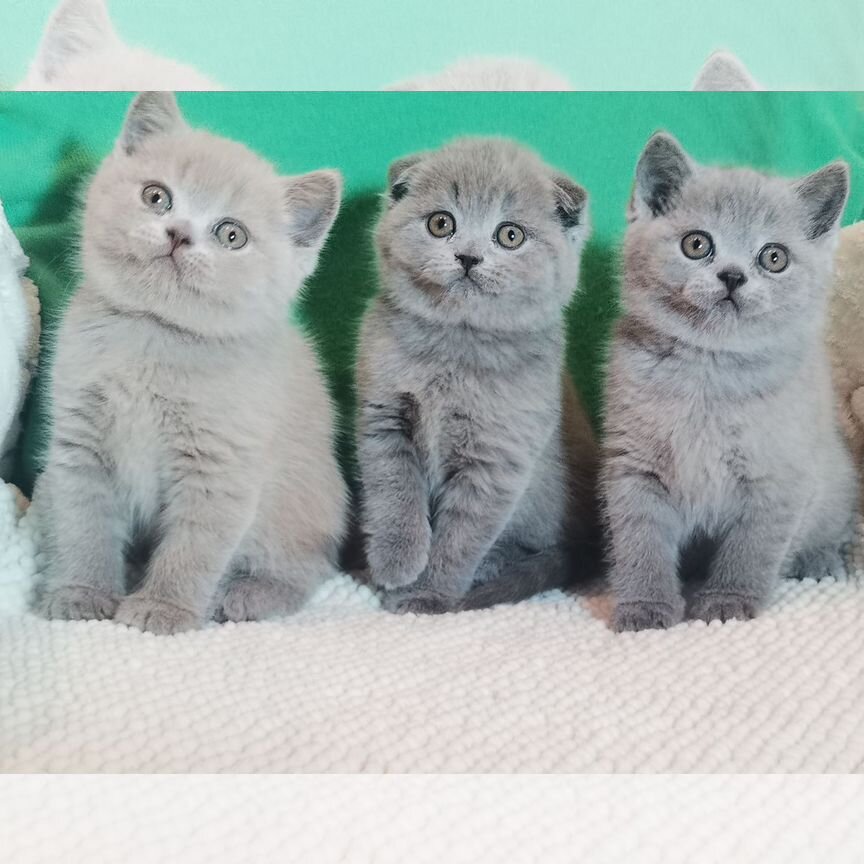 Шотландский вислоухий короткошёрстный котёнок