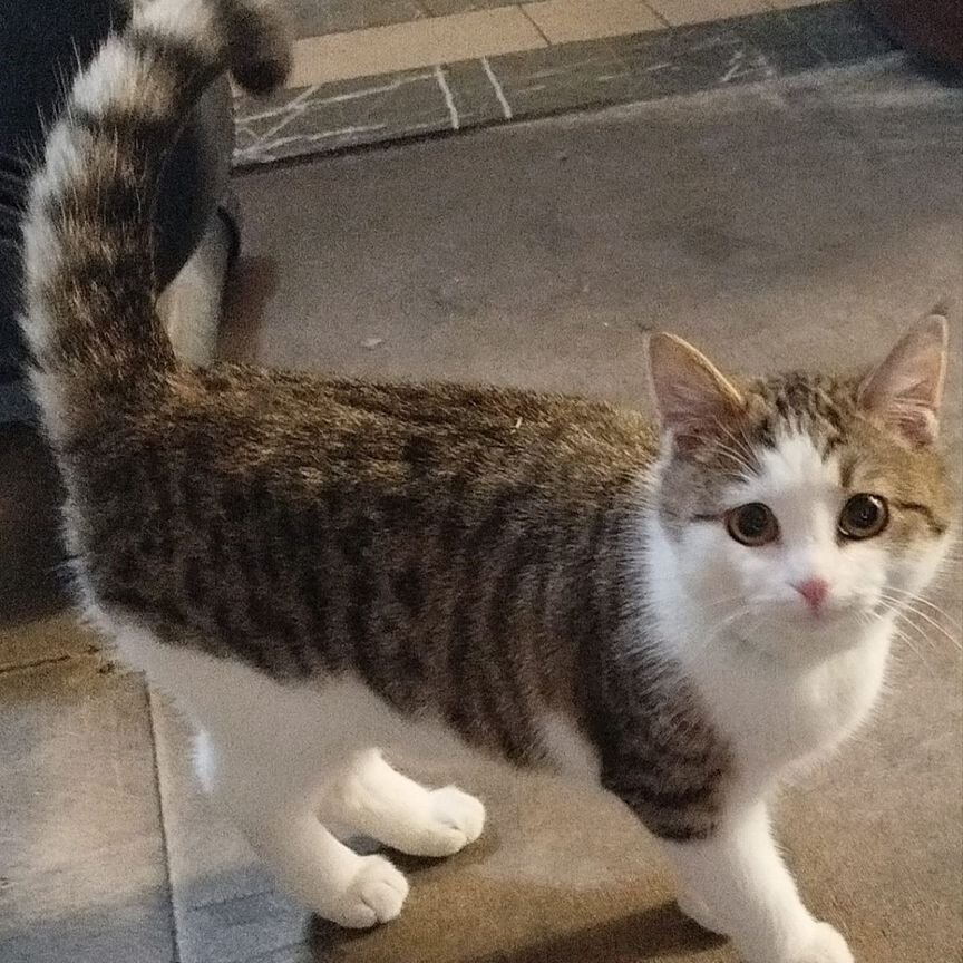 Кошка в дар бесплатно