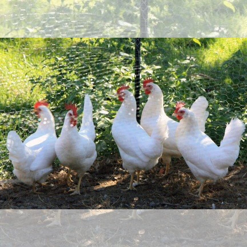 Куры на яйцо