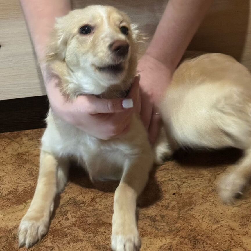 Щенок в добрые руки