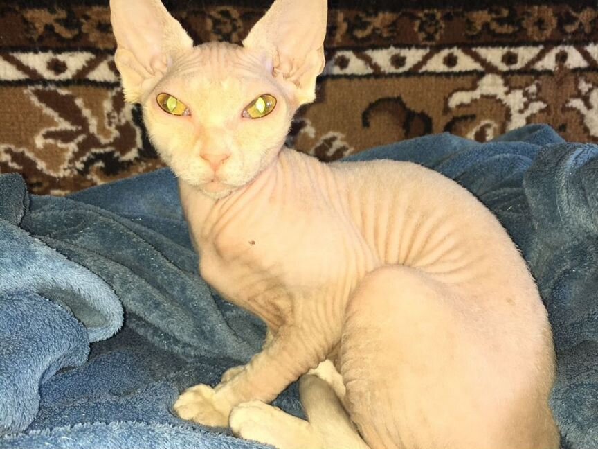 Котёнок сфинкс