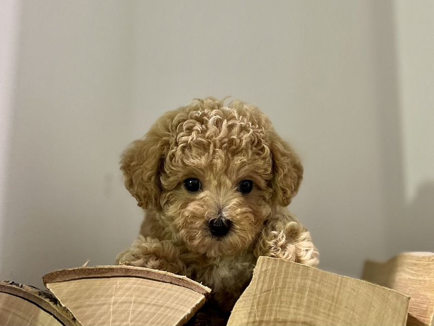 Мальтипу ф1 мишка Тедди