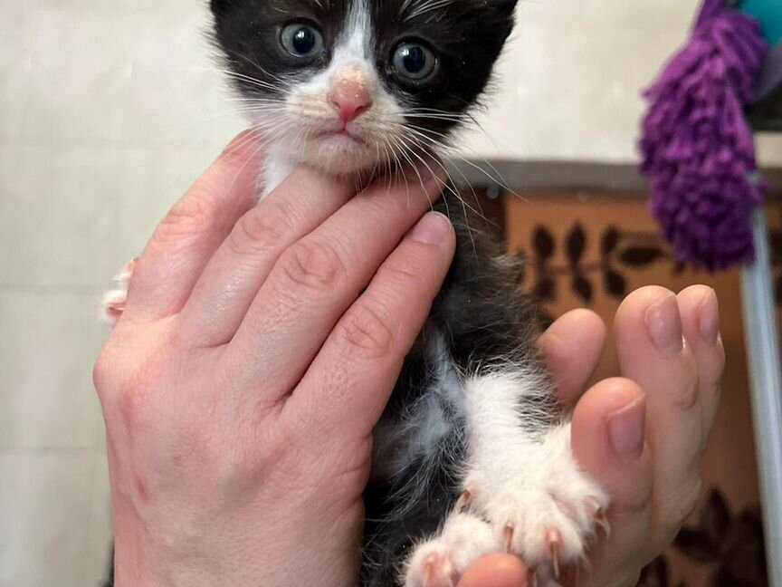 Котята малыши в приюте Некрасовка. В дар