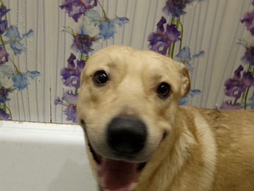 Собака стаффорд смешанный с питбулем