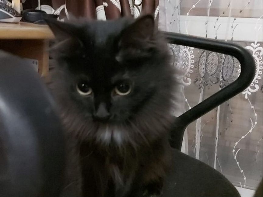 Кошка в дар бесплатно