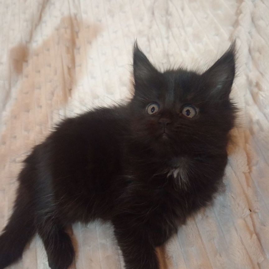 Котята мейкун
