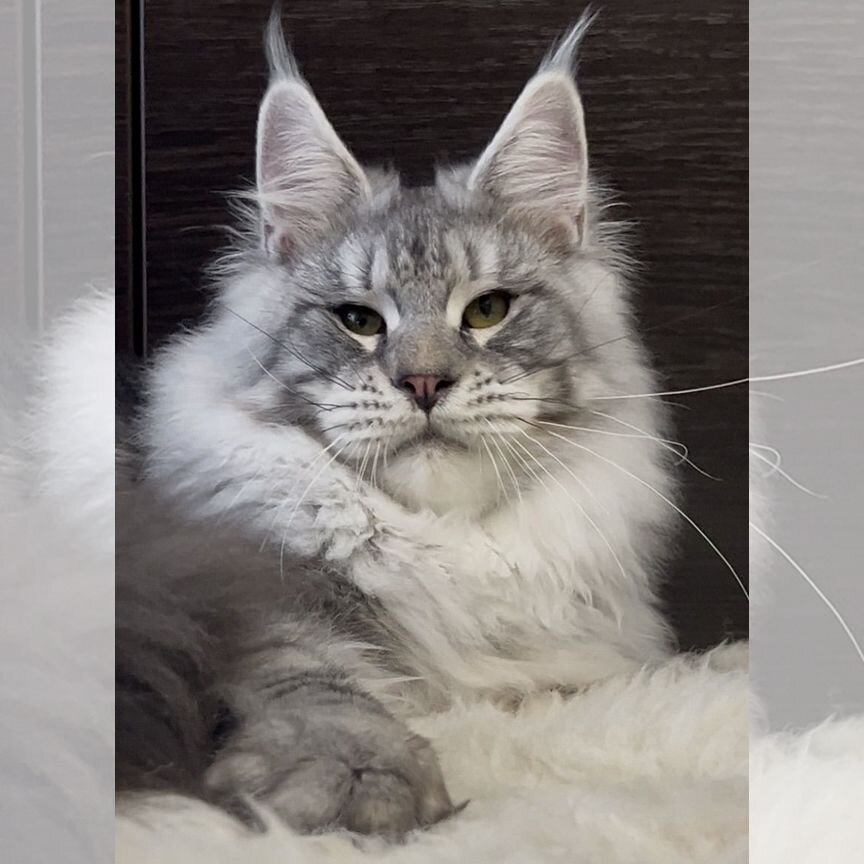 Мейн-кун котёнок