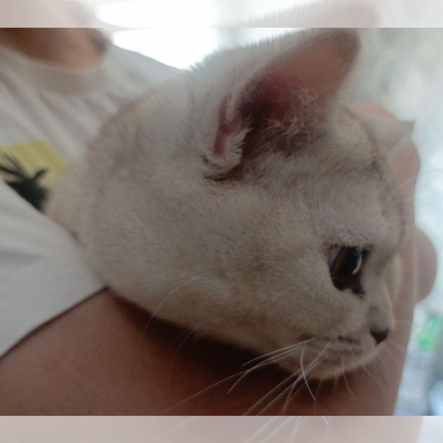 Шотландский вислоухий короткошёрстный котёнок