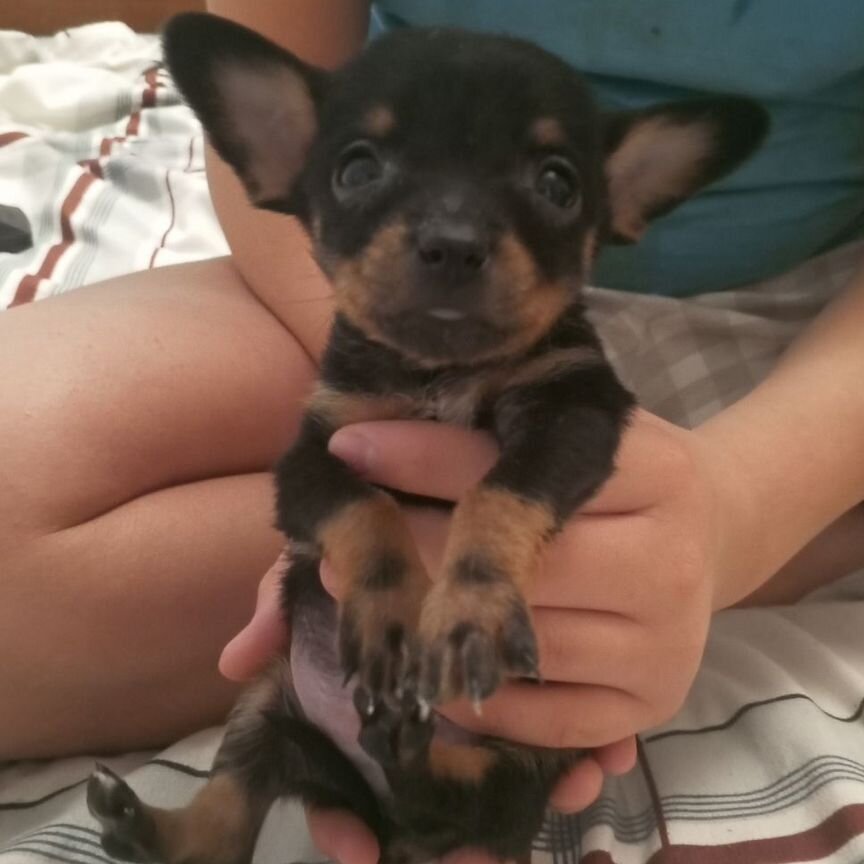 Русский той-терьер, щенок