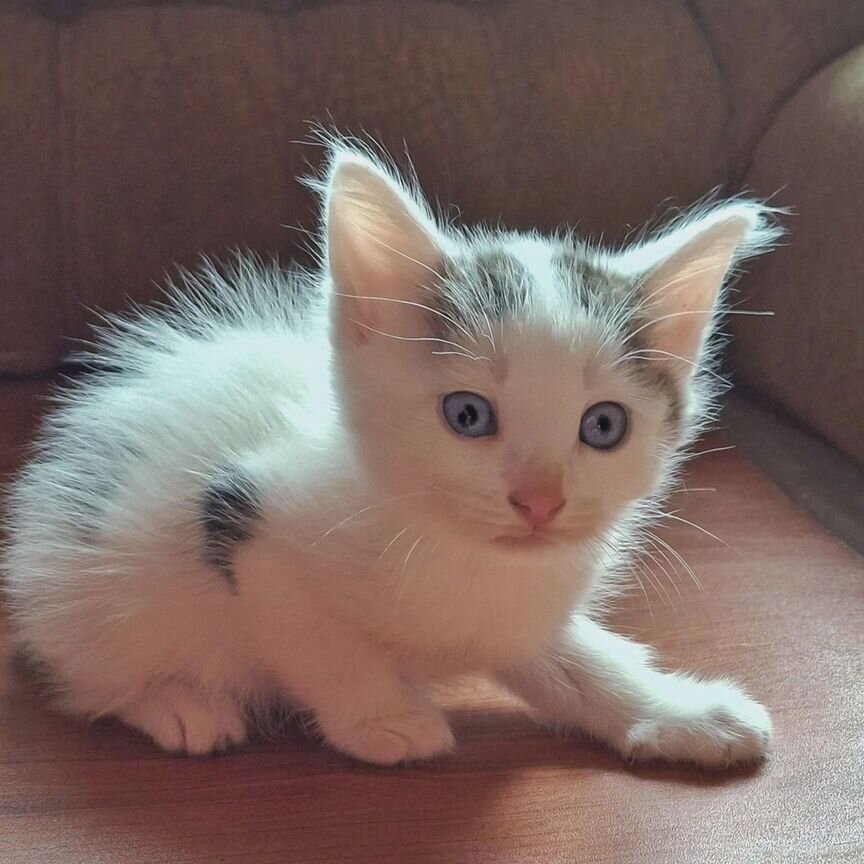 Котенок ищет добрые ручки