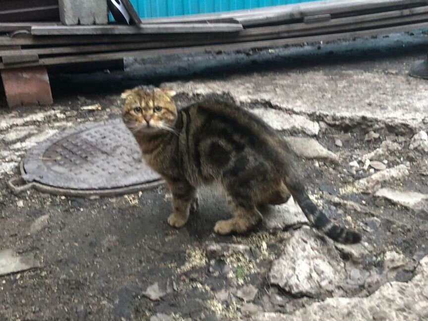 Отдам кота британец бесплатно