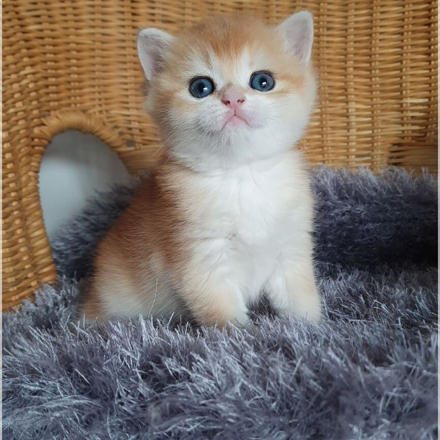 Котята золотая шиншилла