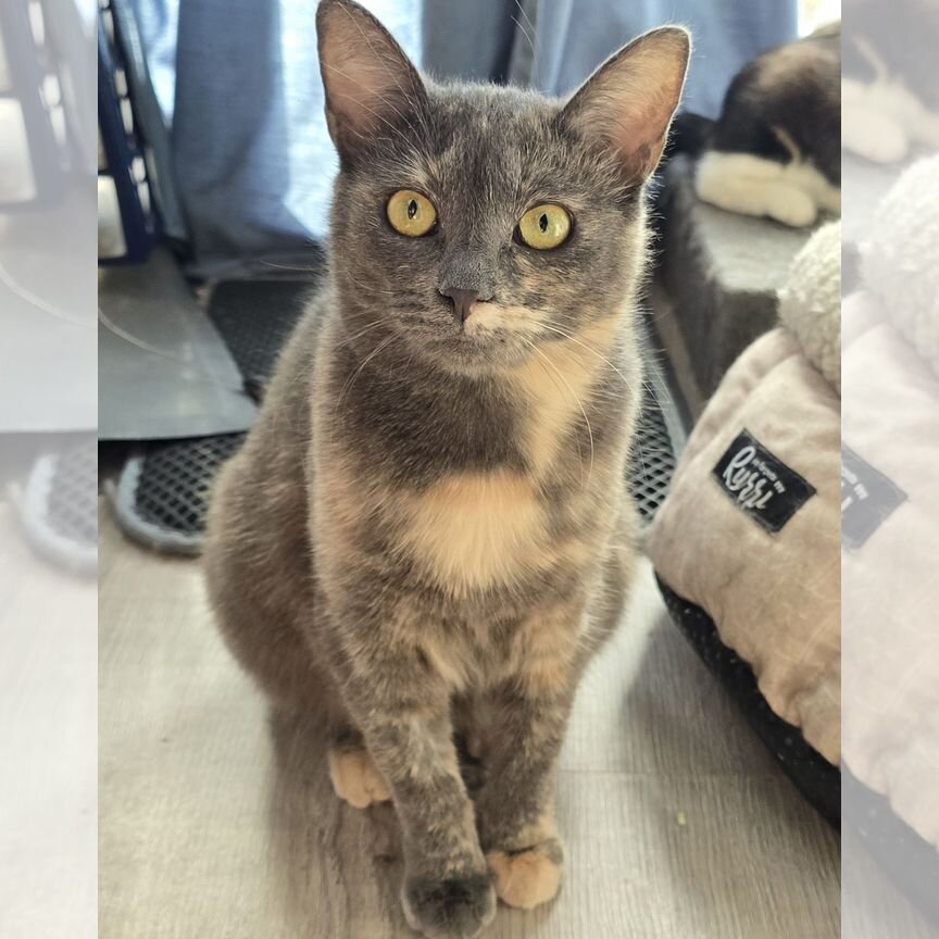 Взрослая, кошка в добрые руки