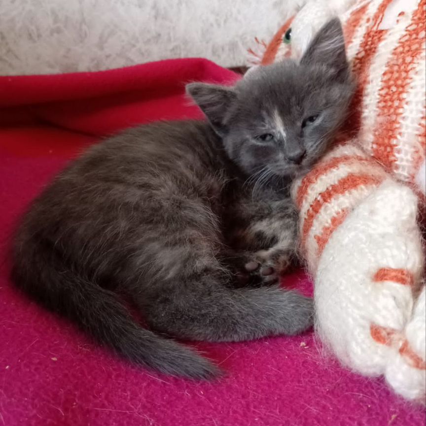 Котенок девочка в дар