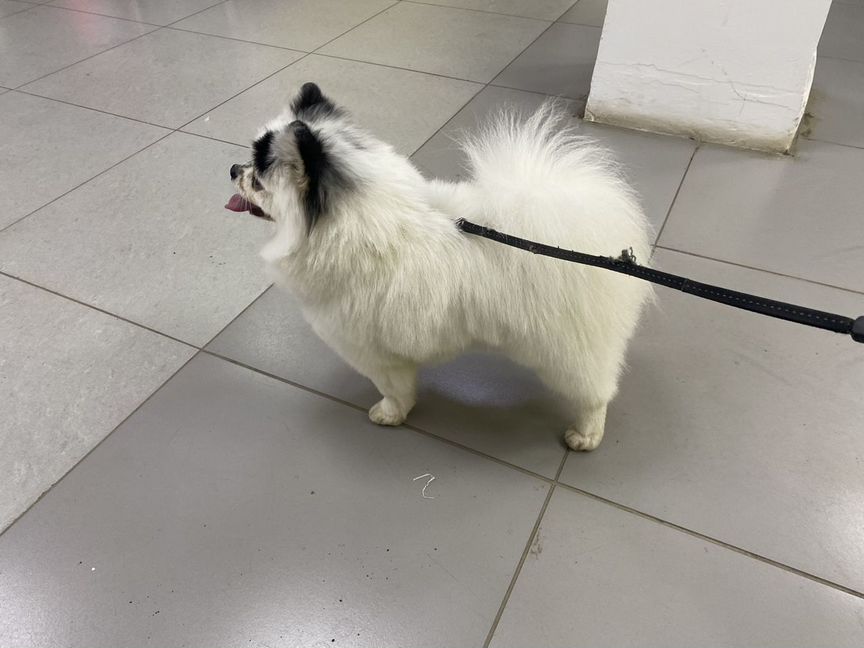 Шпиц мальчик хочет невесту