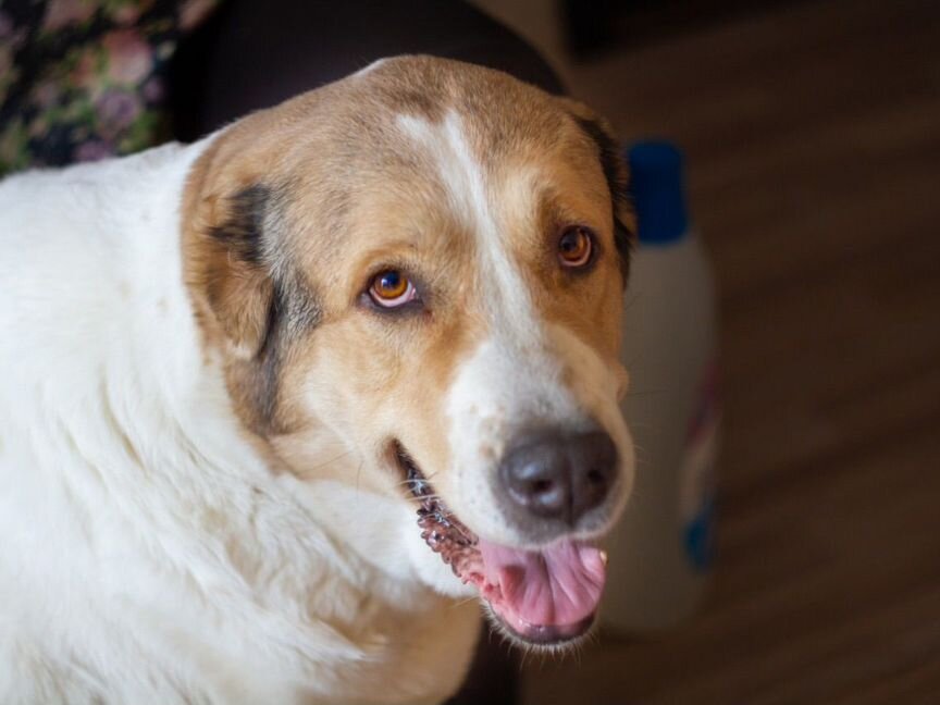 Собака в добрые руки