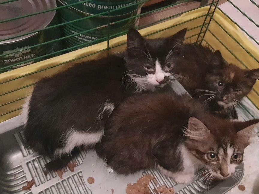 Котятам некуда идти.Передержка или дом нужны