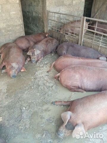 Свиньи дюрок