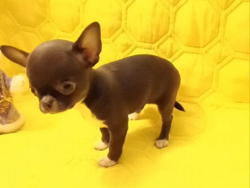 Микро чишечка на подушечку