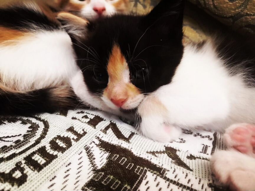 Крохотные комочки ищут дом Котята в дар