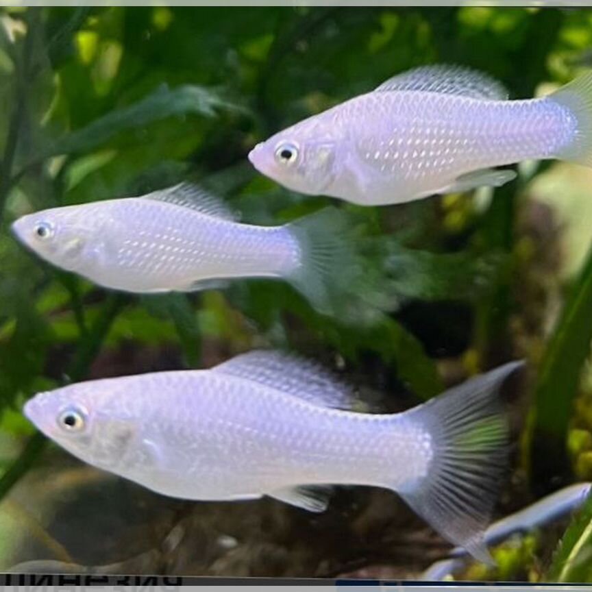 Моллинезия велифера, снежинка. Чистая линия