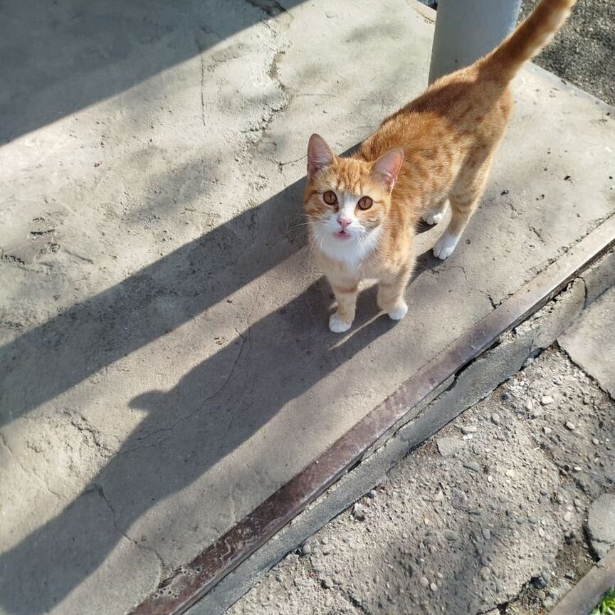 Рыжий котенок в добрые руки