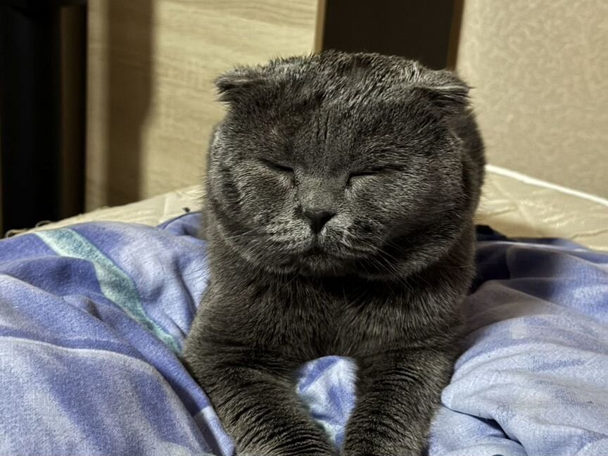 Шотландский вислоухий кот