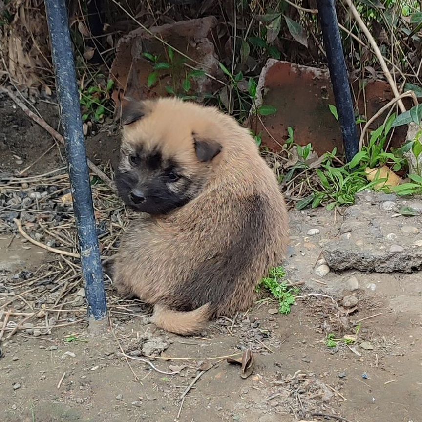 Щенки
