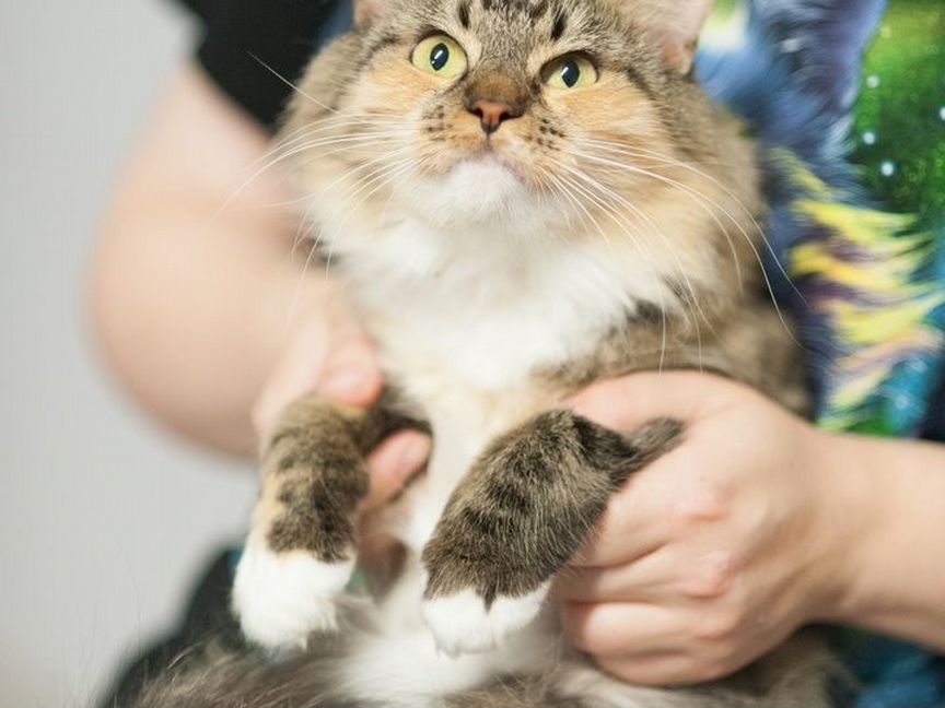 Венера ищет дом