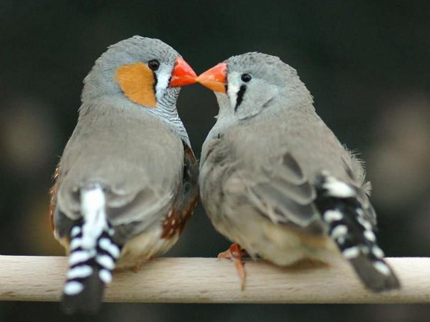 Зебровые амадины