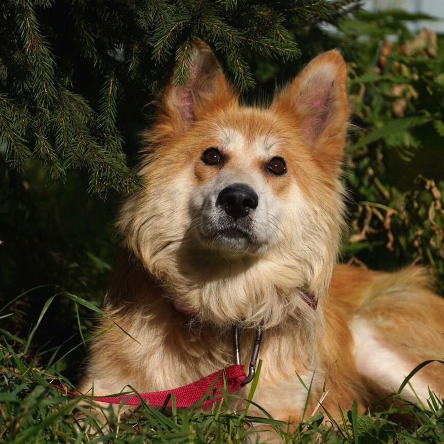 Барбара в поисках дома