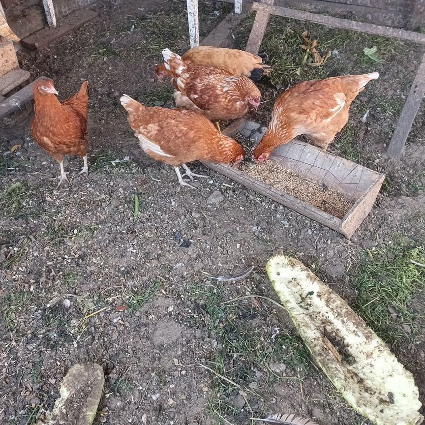Продам кур молодок.цесарки