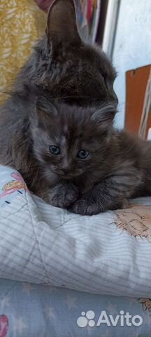 Котёнок девочка