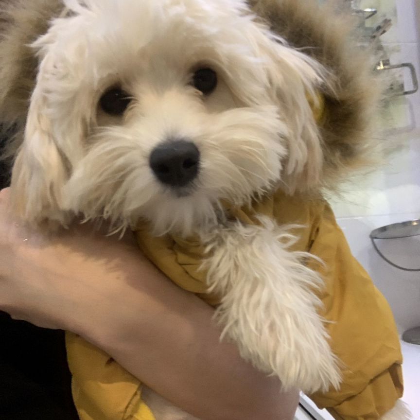 Мальтипу f1 мальчик (случка)