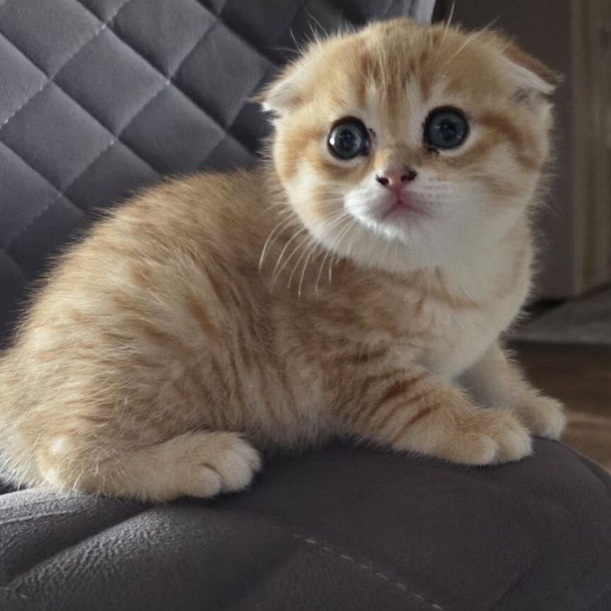 Шотландский вислоухий короткошёрстный котёнок