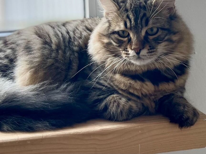 Кот Василий ищет дом
